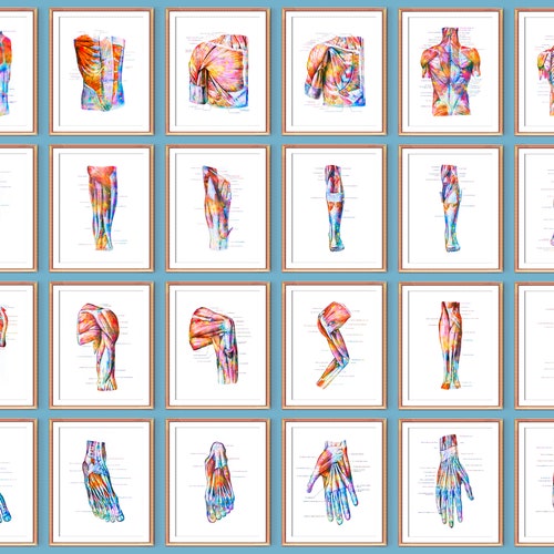 Human Muscular System Anatomy Posters Muscles Structure Print - Etsy