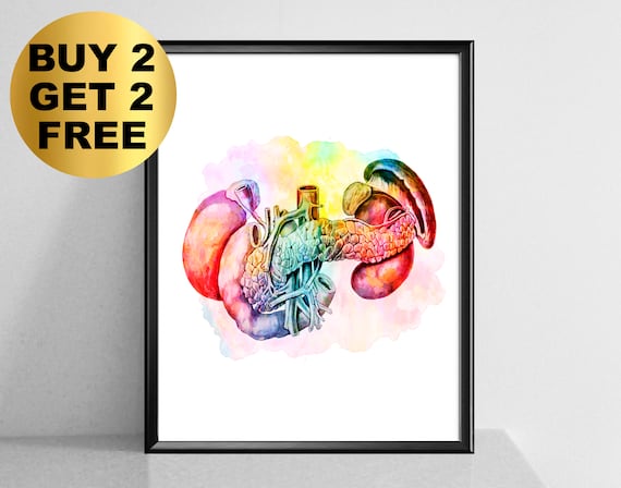 Watercolor Pancreas Anatomy Art Internal Organs Painting - Etsy
