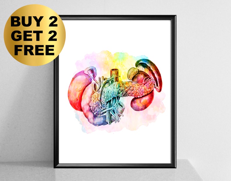 Watercolor Pancreas Anatomy Art Internal Organs Painting - Etsy