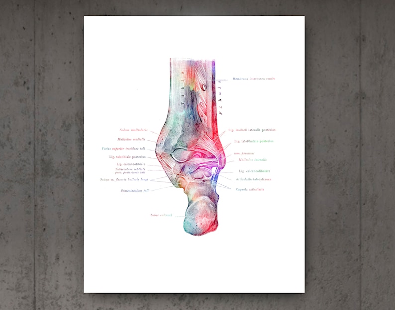 Foot Bones Anatomy Print Set of 6 Podiatry Art Medical Poster - Etsy