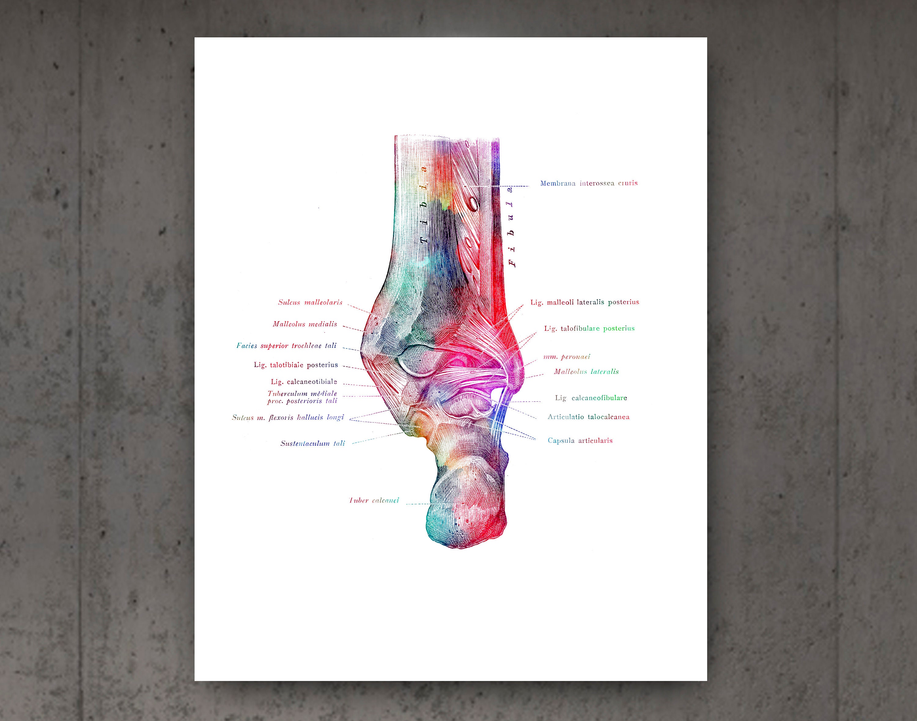 Foot Bones Anatomy Print Set of 6 Podiatry Art Medical Poster | Etsy