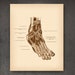 Foot Anatomy Poster Vintage Anatomy Art Podiatry Print Orthopedic Gift ...