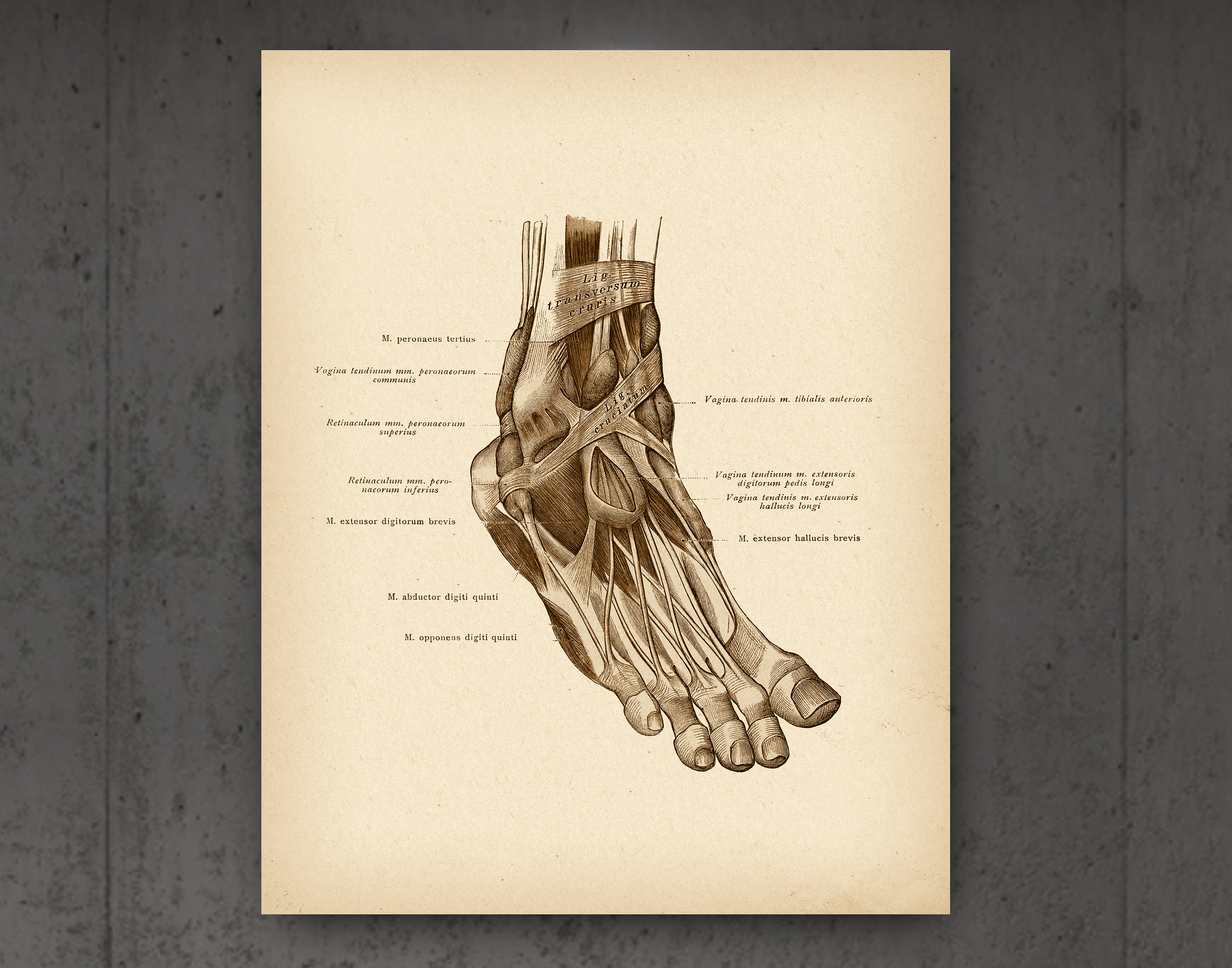 Foot Anatomy Poster Vintage Anatomy Art Podiatry Print - Etsy