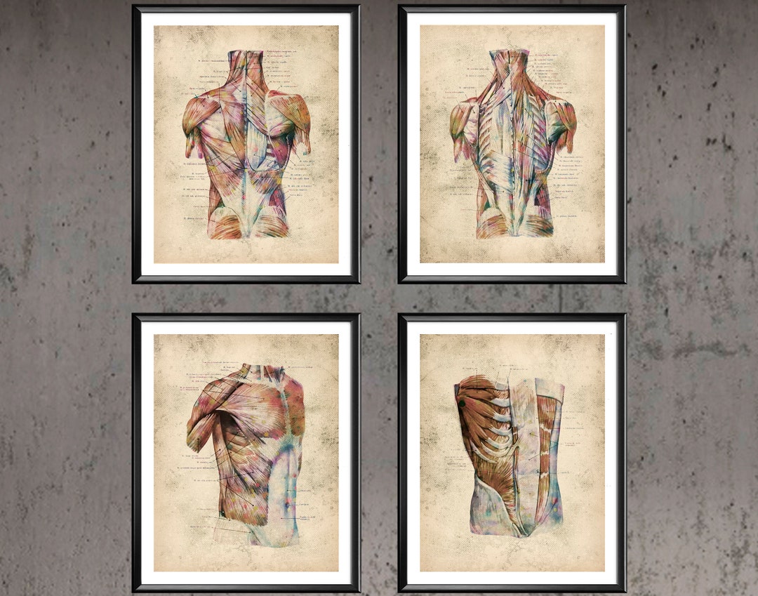 Human Muscular System Anatomy Vintage Poster Torso Muscles Print Doctor ...