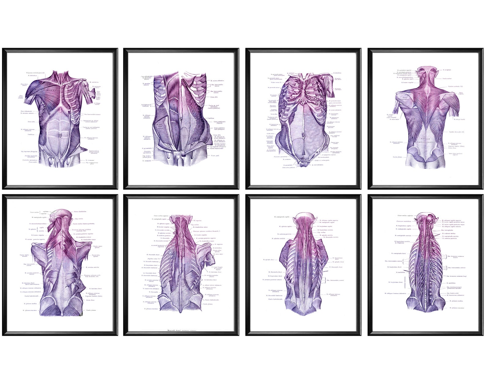 Aquarel Spierstelsel Posters Menselijk Lichaam Anatomie - Etsy Nederland