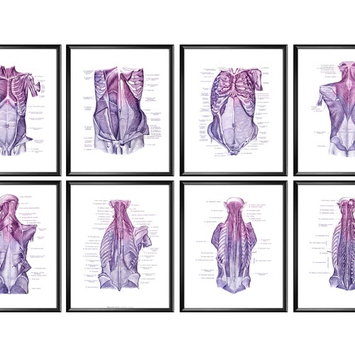 12 Watercolor Anatomy Posters Muscular System Function Medical - Etsy