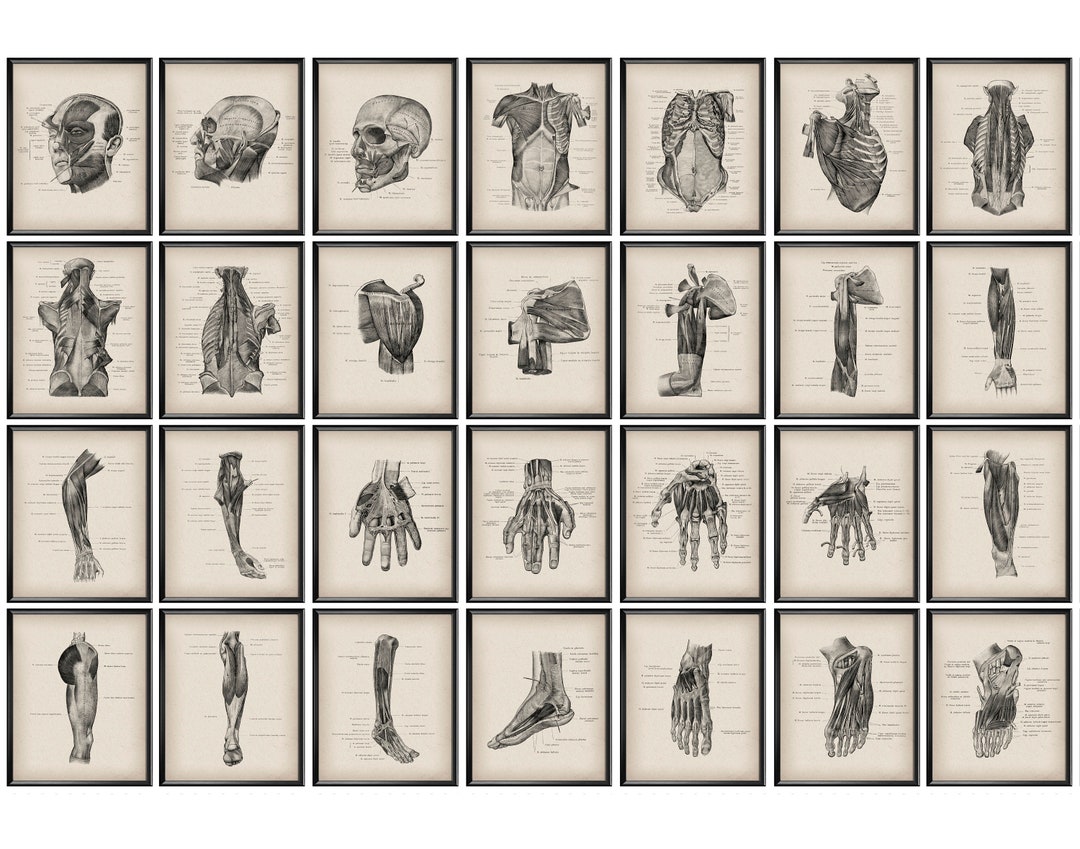 28 Skeletal Muscles Posters Vintage Medical Art Human Muscular System ...