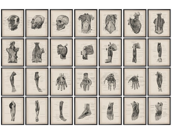 28 Skeletal Muscles Posters Vintage Medical Art Human Muscular | Etsy