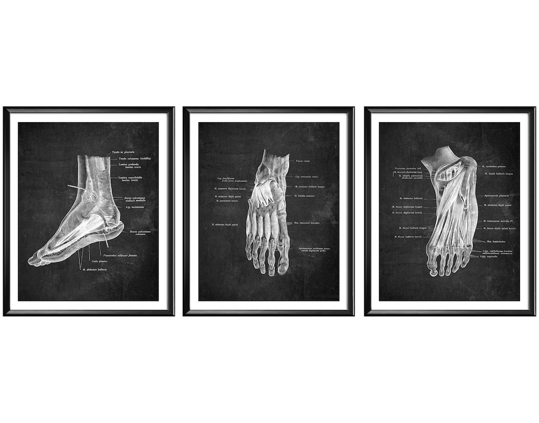 Foot Poster Bones and Muscles Anatomy Chalkboard Art Podiatry Art ...