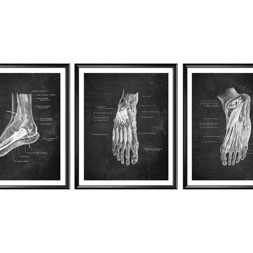 Foot Poster Bones and Muscles Anatomy Chalkboard Art Podiatry - Etsy