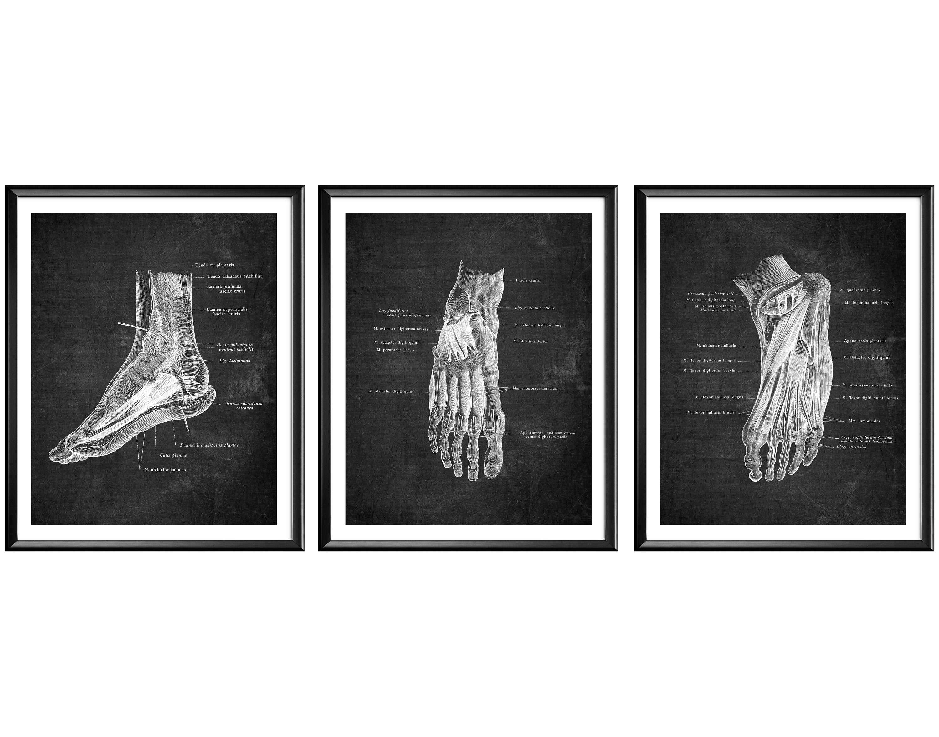 Foot Poster Bones and Muscles Anatomy Chalkboard Art Podiatry - Etsy
