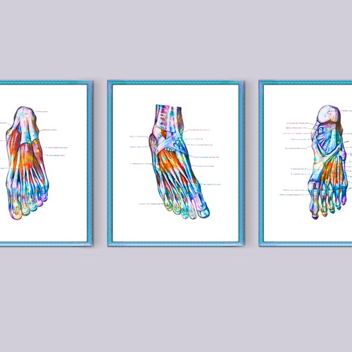 Foot Bones Anatomy Print Set of 6 Podiatry Art Medical Poster - Etsy
