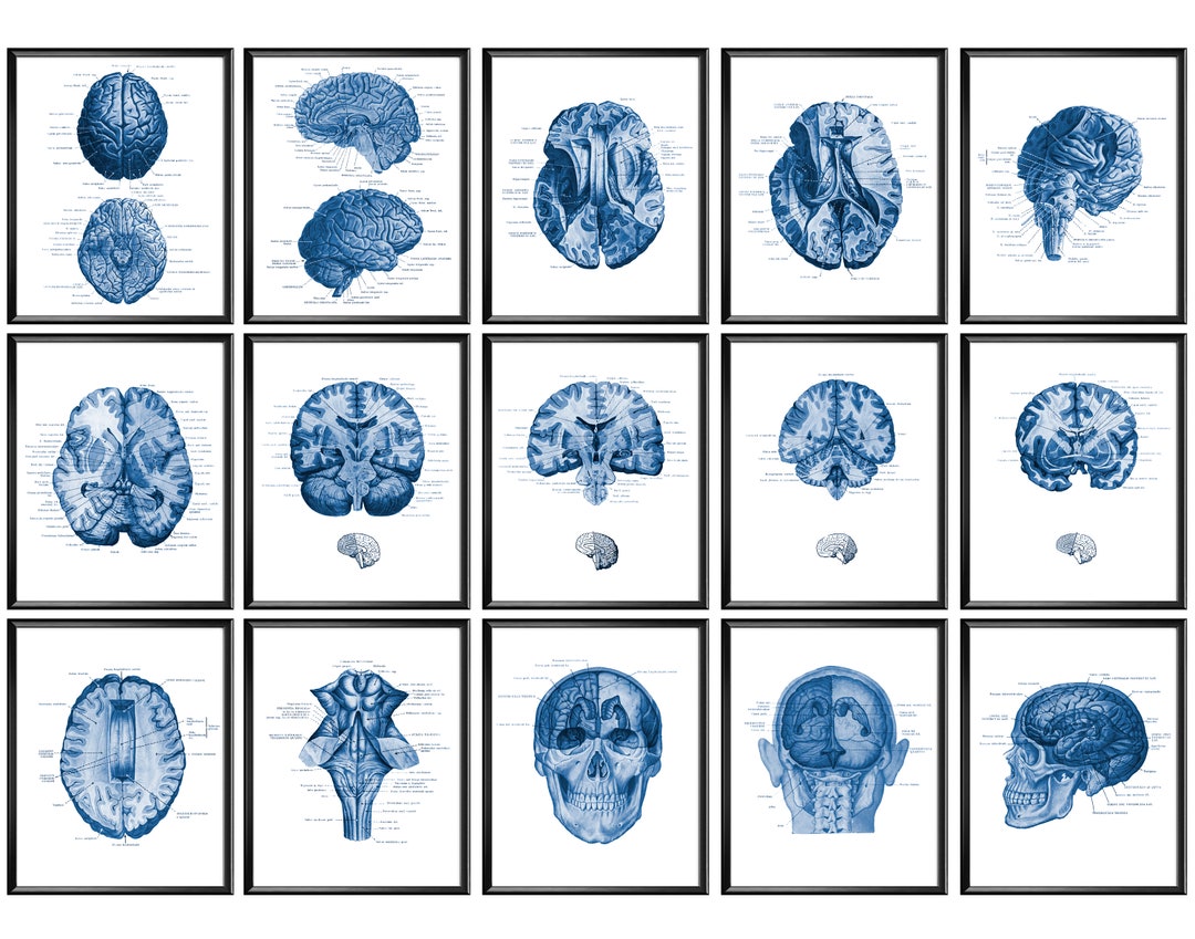 15 Human Brain Anatomy Poster Neuroscience Art Medical Decor ...
