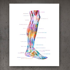 Human Muscular System Anatomy Posters Muscles Structure Print ...