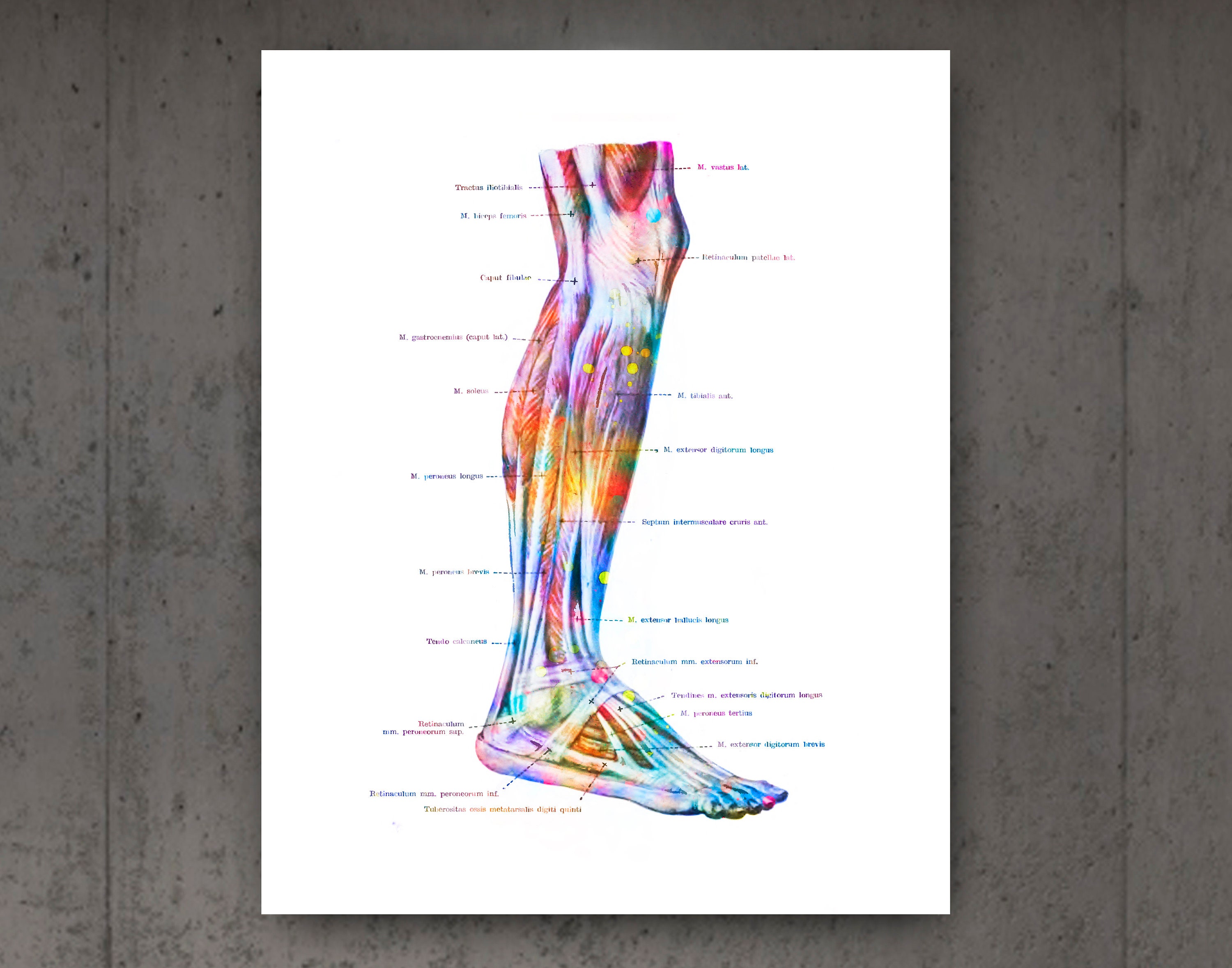 Watercolor Anatomy Art Muscular System Posters Muscles Print Anatomical ...
