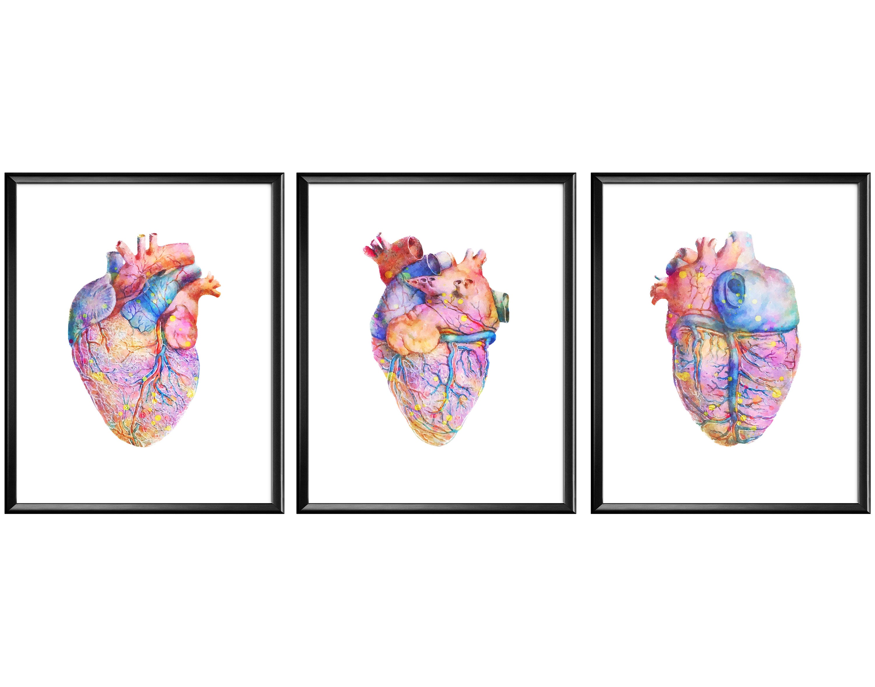 3 Anatomical Heart Art Cardiology Poster Anatomy Art Medical Art ...