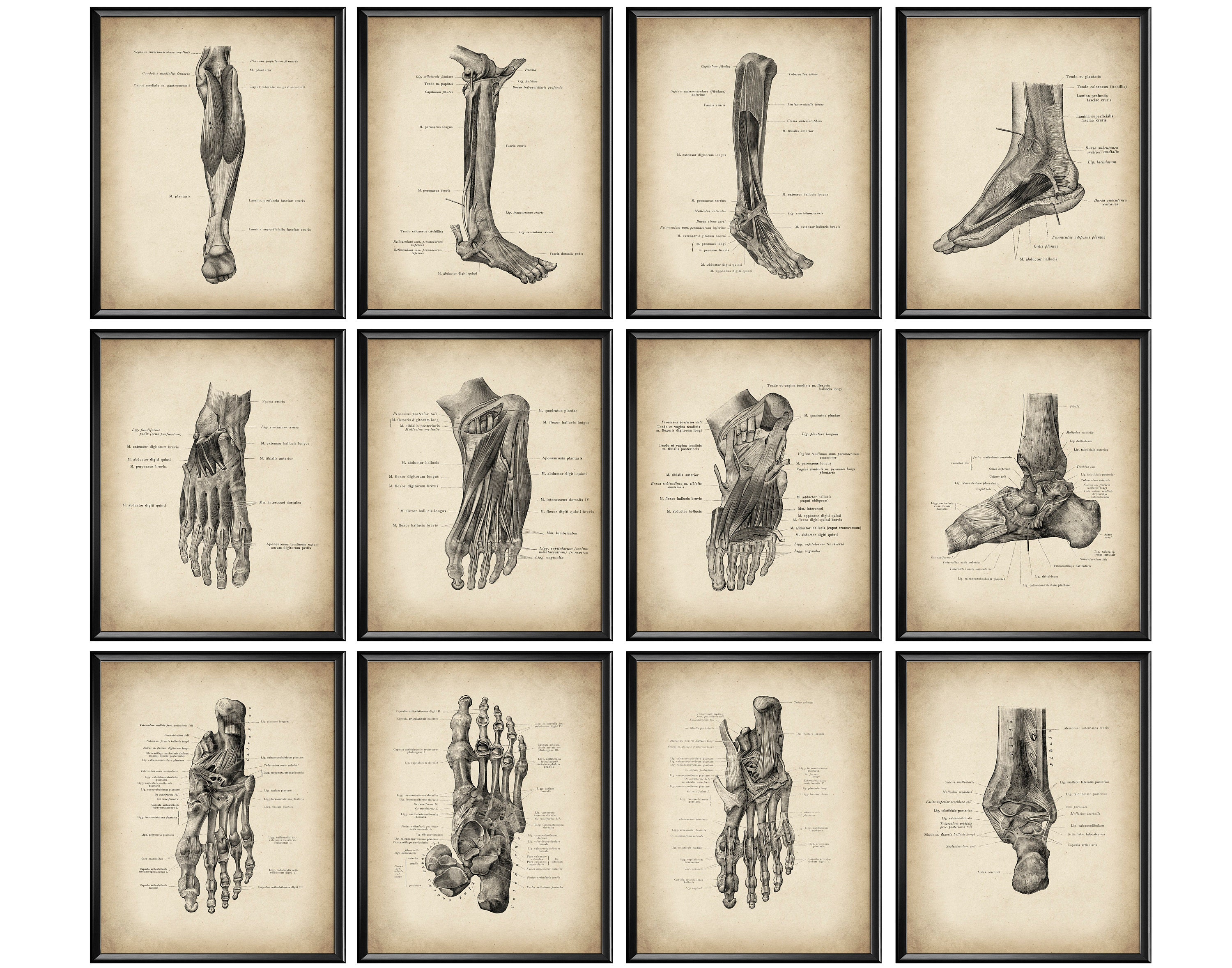 12 Vintage Foot Anatomy Posters Leg Print Podiatry Art Medical Wall Art ...