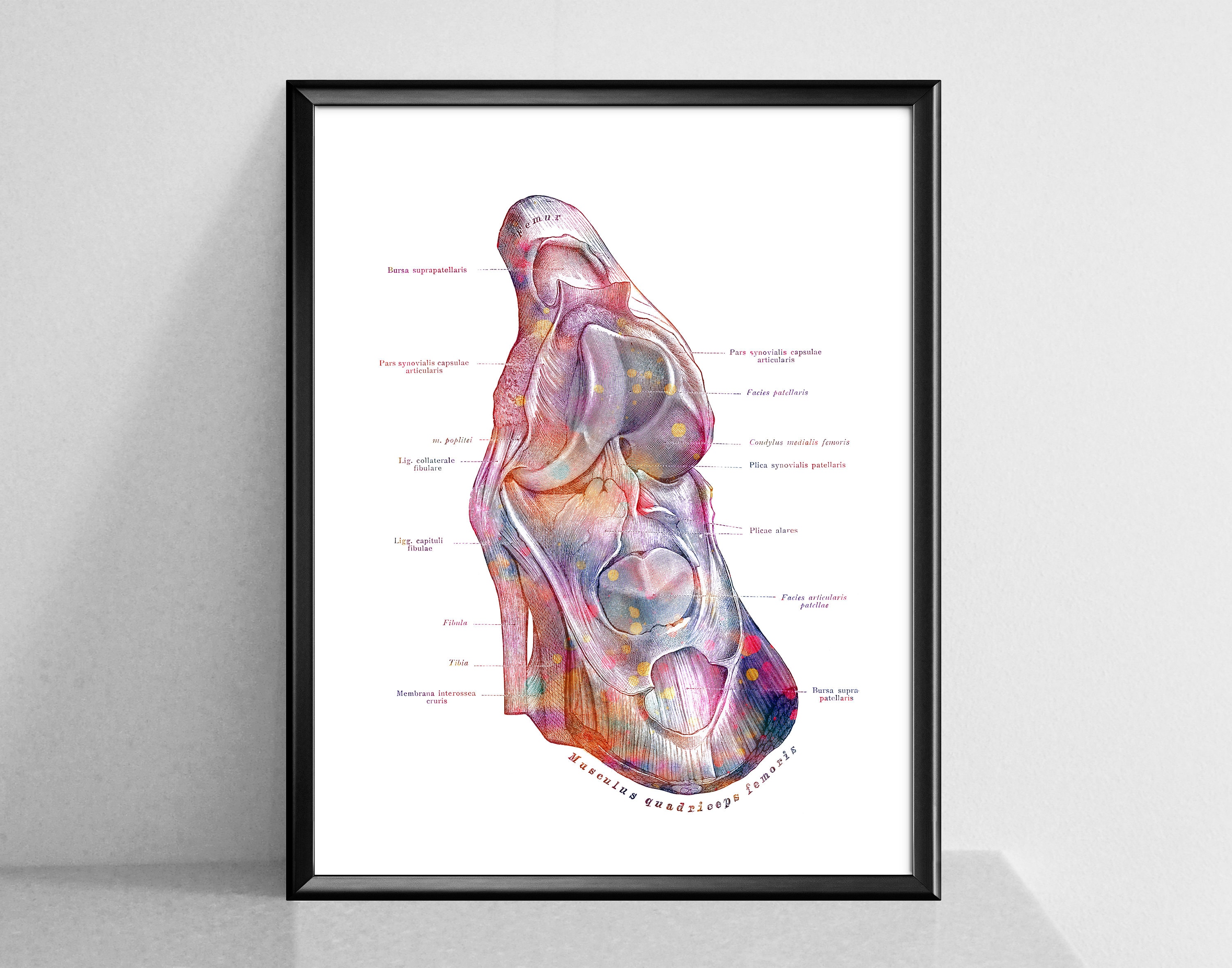 8 Anatomical Knee Posters Knee Joint Anatomy Art Foot Tendons - Etsy