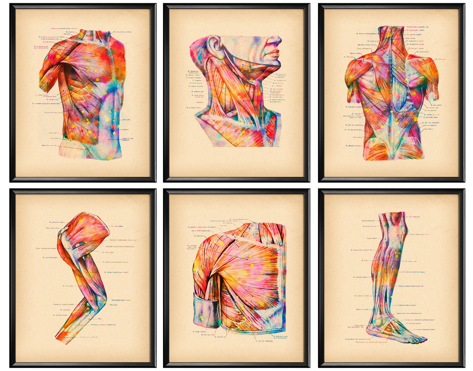 6 Massage Therapist Gift Human Muscular System Poster Vintage - Etsy