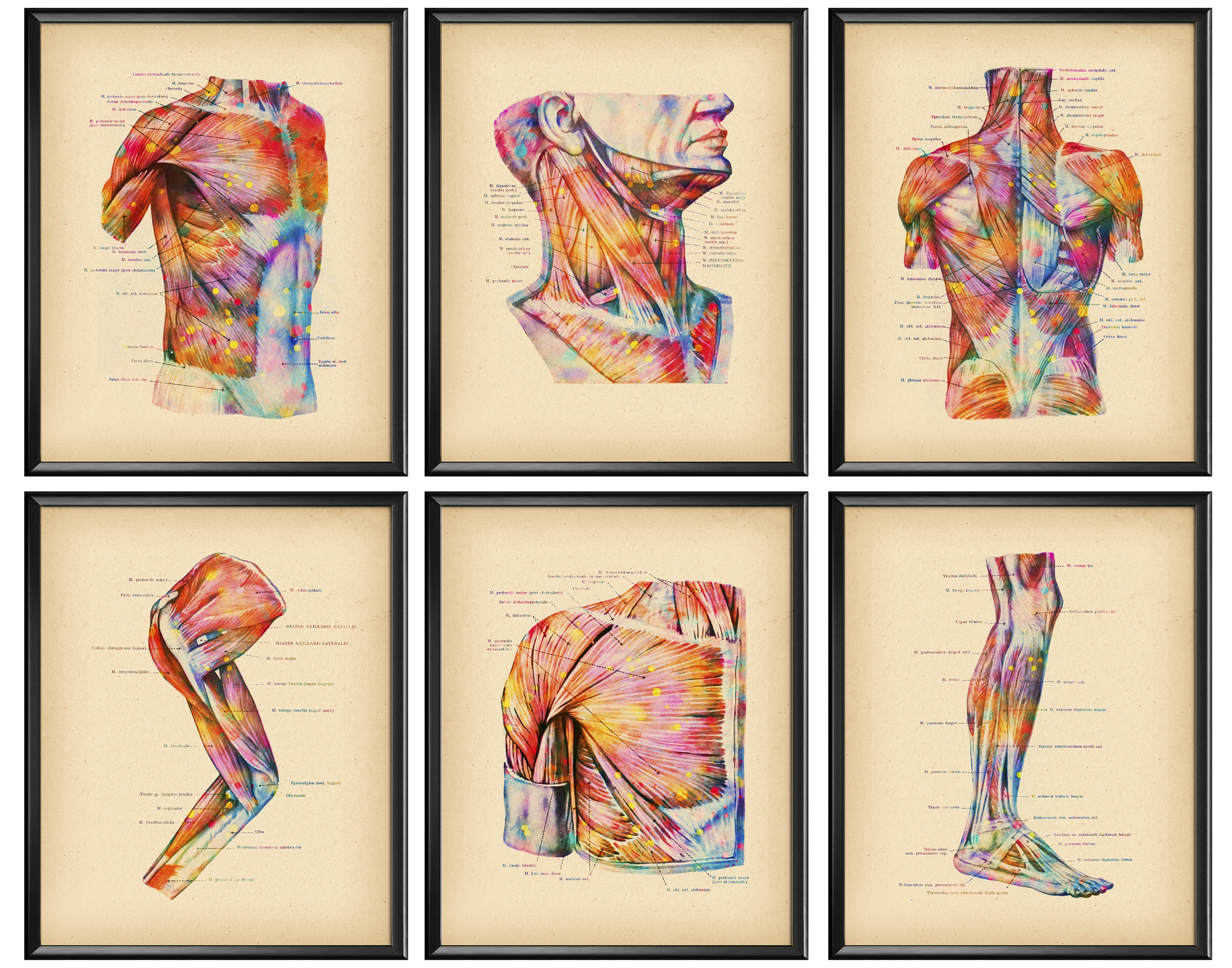 6 Massage Therapist Gift Human Muscular System Poster Vintage Anatomy ...