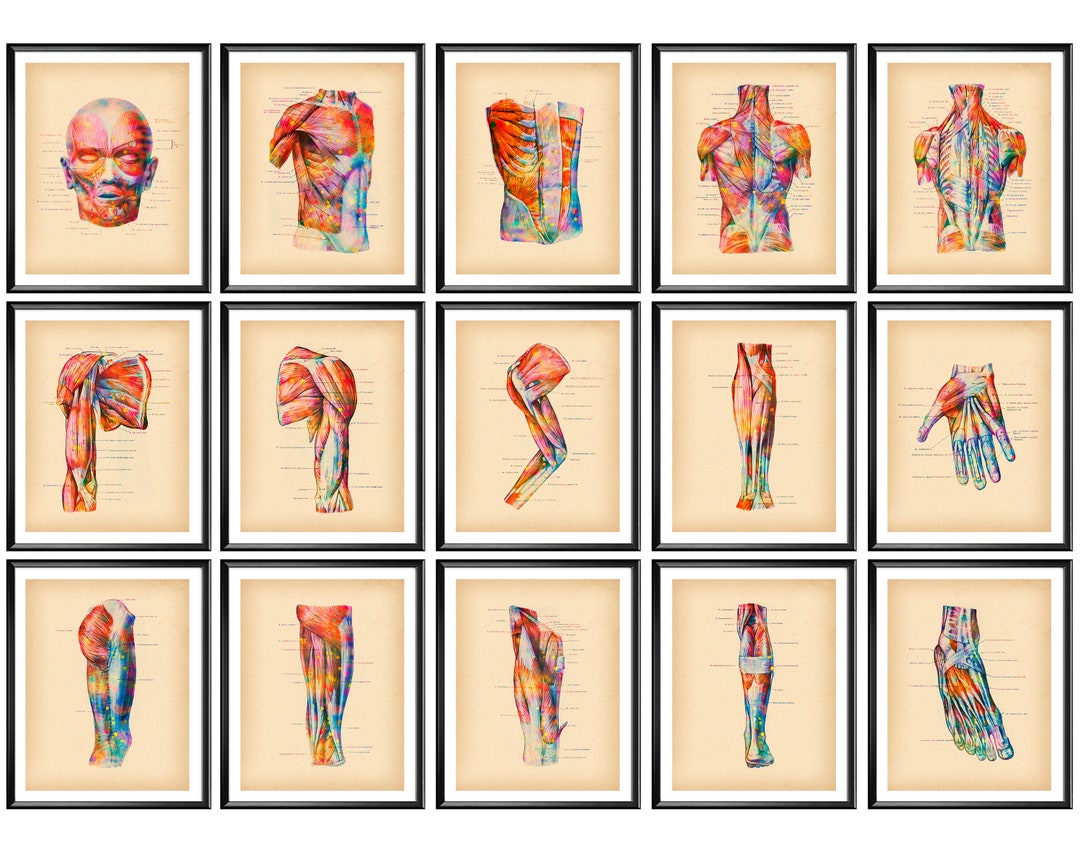 15 Watercolor Muscular System Anatomy Art Massage Therapy Art Human ...
