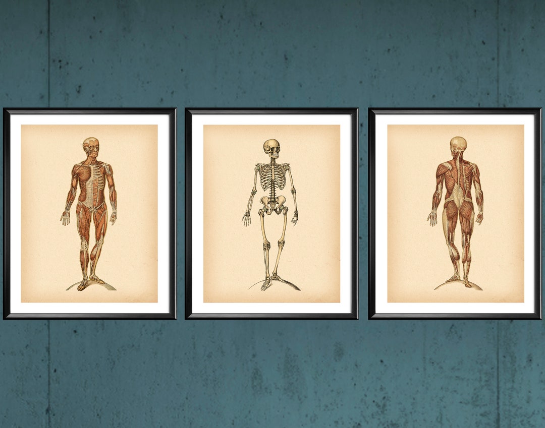 3 Human Anatomy Vintage Poster Muscular System Art Skeleton Art Medical ...