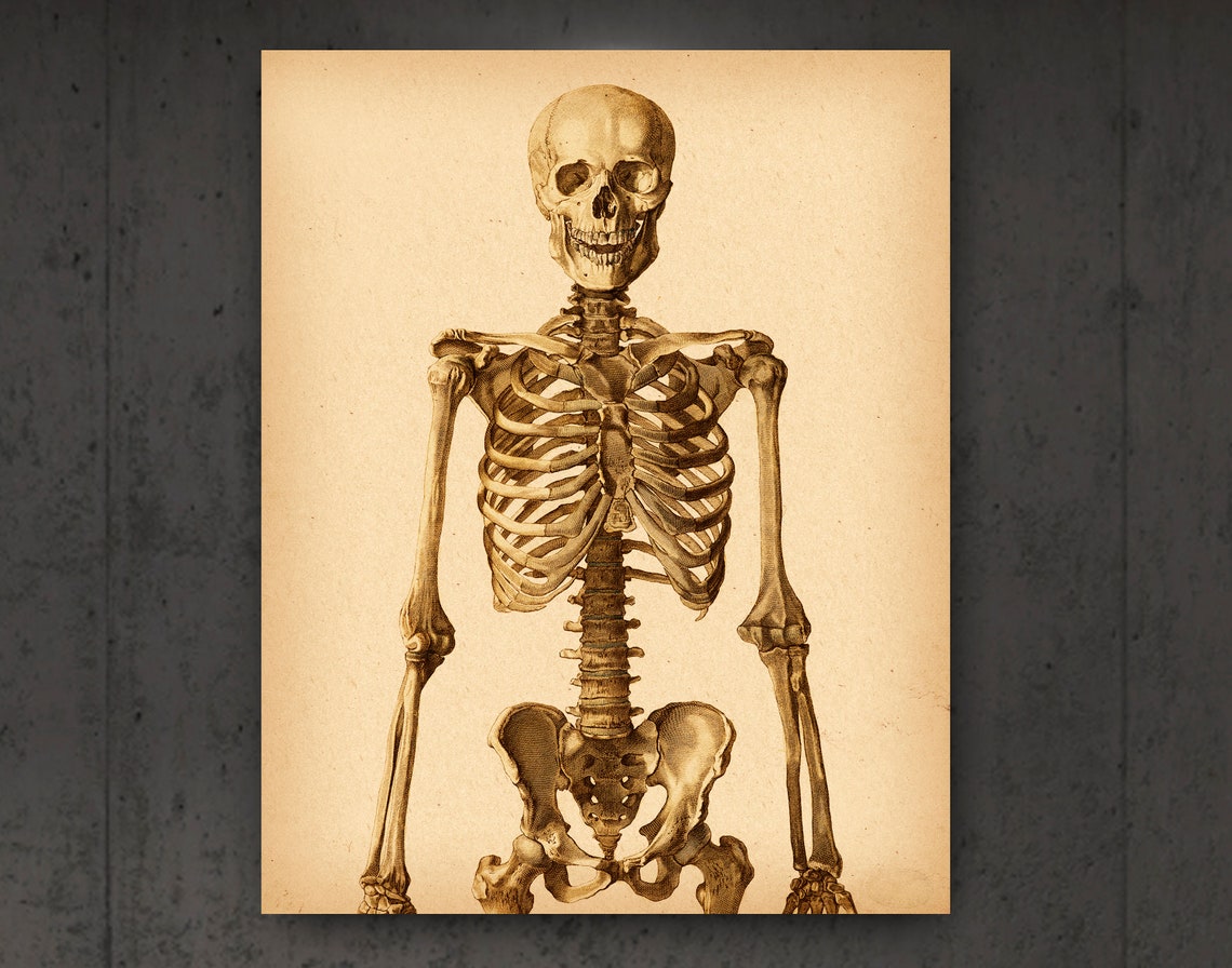 3 Skeleton Anatomy Vintage Poster Medical Decor Clinic Wall - Etsy