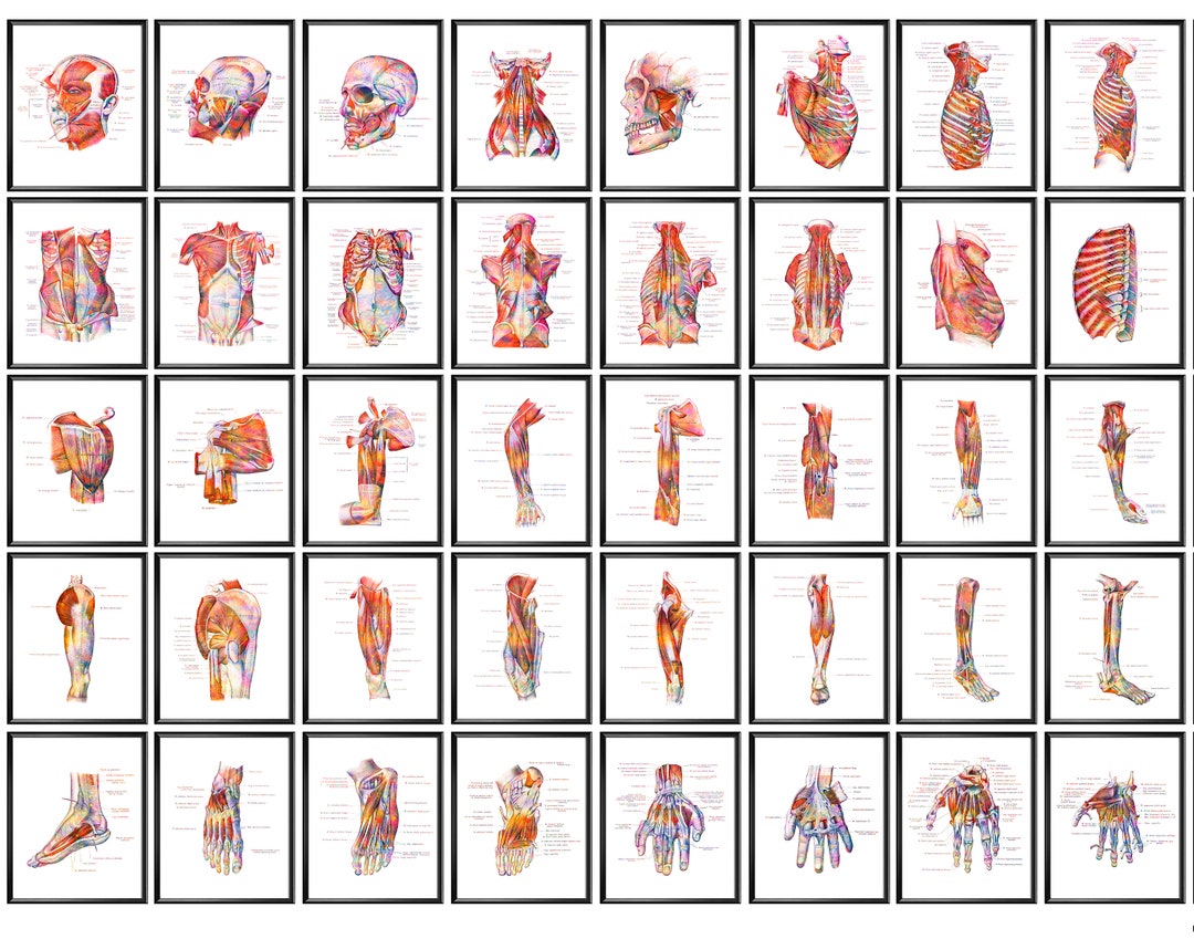 40 Musculoskeletal System Posters, Muscles Structure Anatomy Art ...
