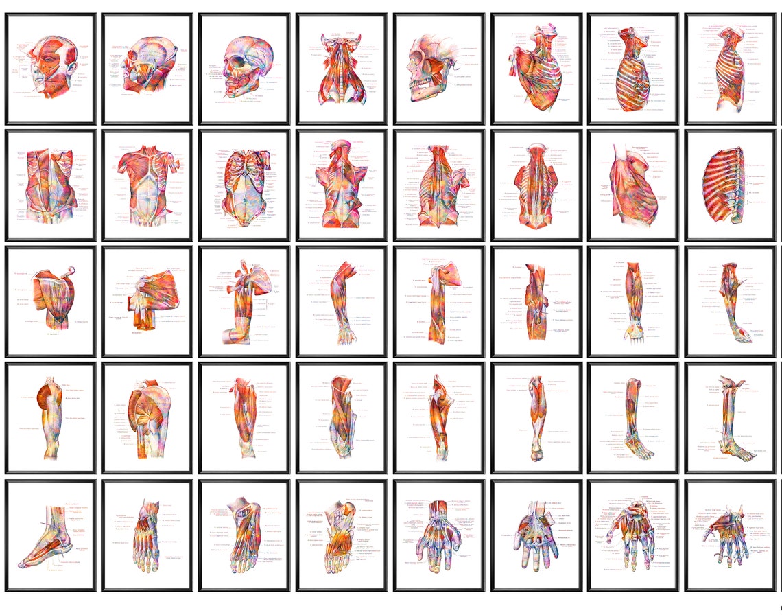 40 Musculoskeletal System Posters Muscles Structure Anatomy - Etsy