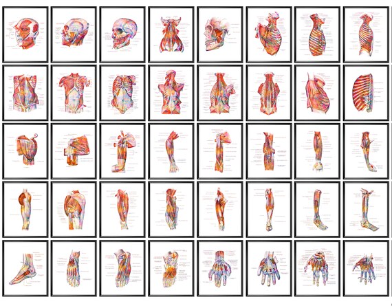 40 Musculoskeletal System Posters Muscles Structure Anatomy - Etsy
