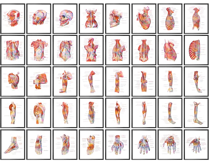 40 Musculoskeletal System Posters Muscles Structure Anatomy - Etsy