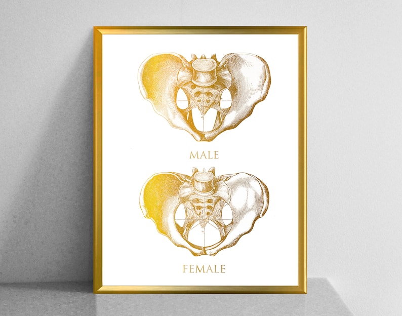 Male Vs Female Pelvis Differences Anatomy of Skeleton Posters - Etsy