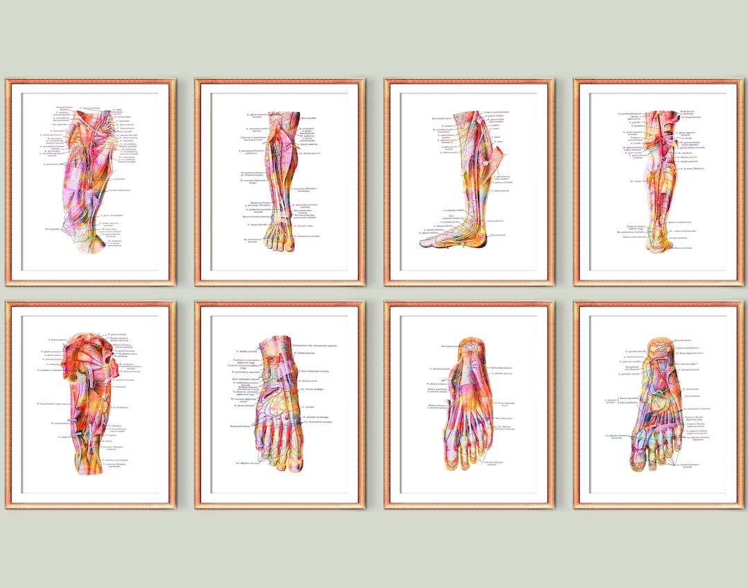 Human Foot Labeled Posters Anatomical Foot Structure Print Tendons and ...