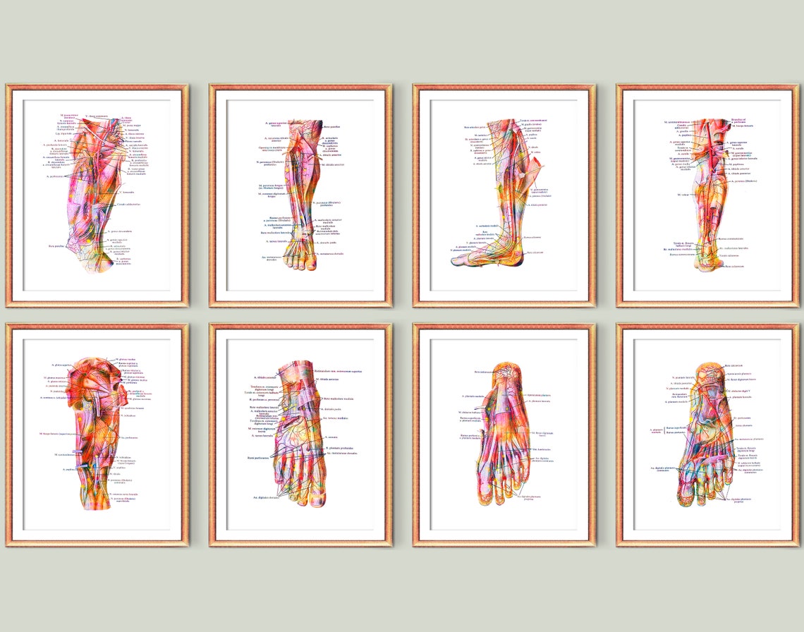Human Foot Labeled Posters Anatomical Foot Structure Print | Etsy