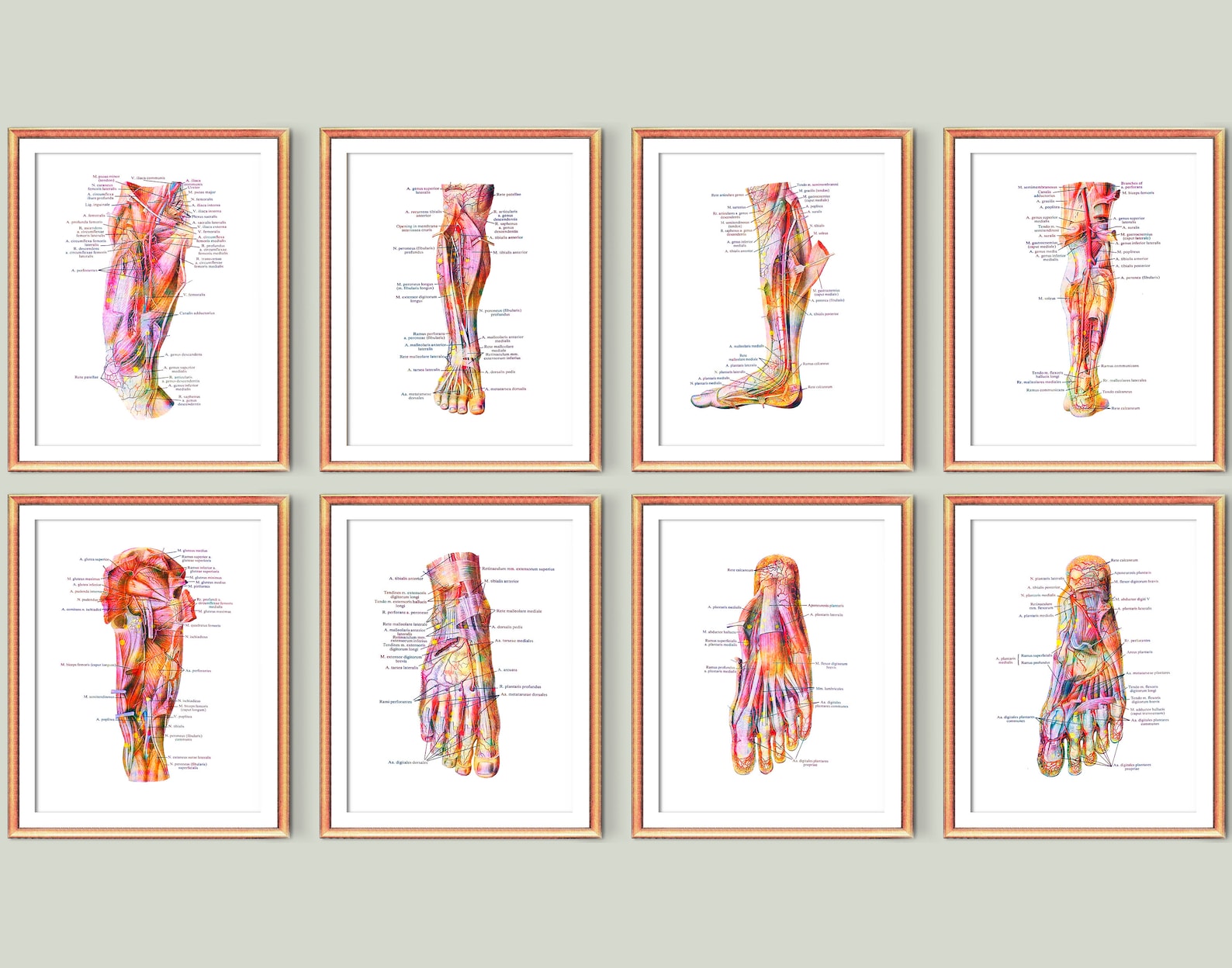 Human Foot Labeled Posters Anatomical Foot Structure Print | Etsy