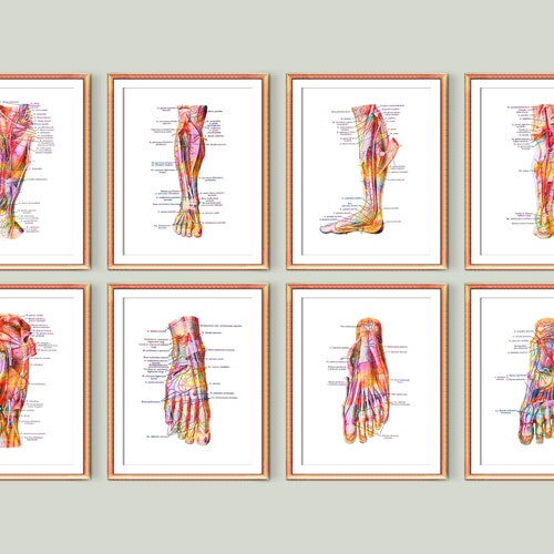 Human Foot Labeled Posters Anatomical Foot Structure Print - Etsy
