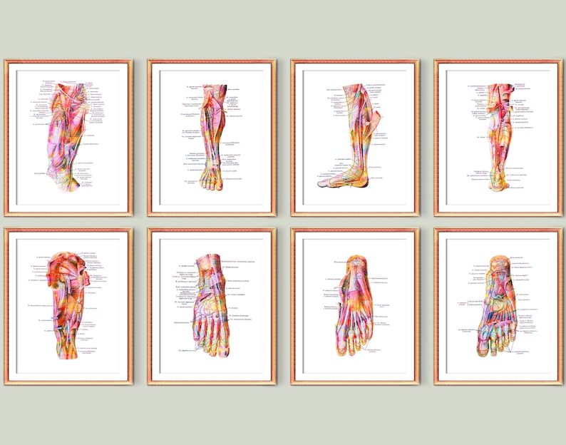 Human Foot Labeled Posters Anatomical Foot Structure Print | Etsy