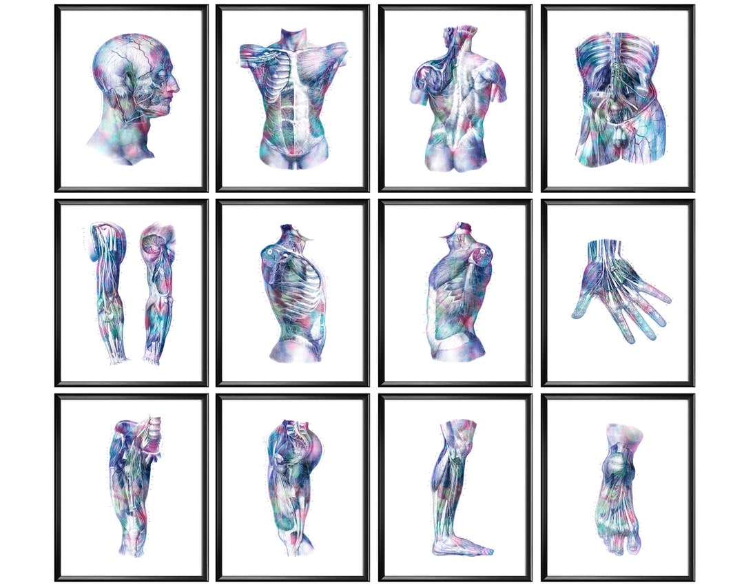 12 Watercolor Anatomy Posters Muscles Structure Print Medical Artwork ...