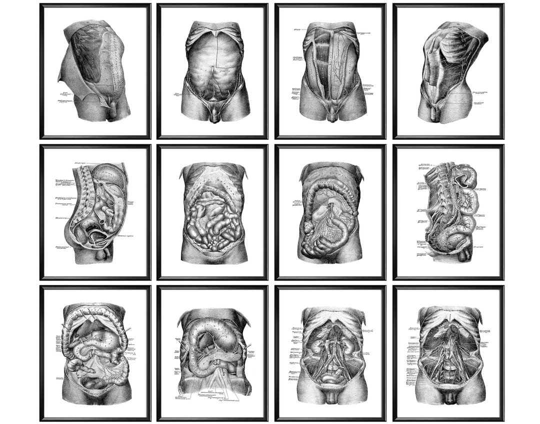 12 Surgical Anatomy Posters Abdominal Cavity Structure Print Medical ...