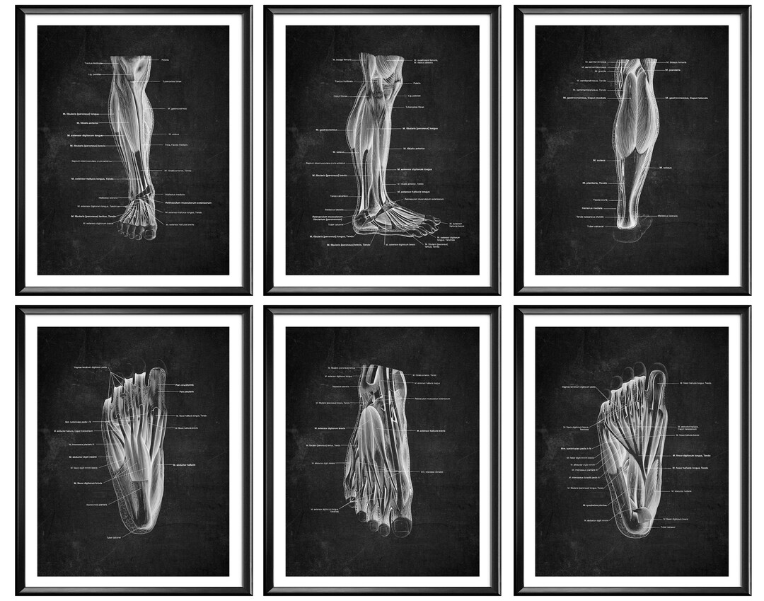 Foot Anatomy 6 Posters, Foot Muscles Print, Podiatry Art, Podology Art ...