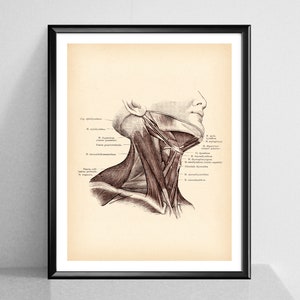 Human Neck Anatomy Posters Surgery Art Vintage Anatomy - Etsy