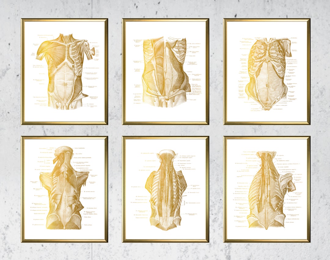 Gold Anatomy Art Muscles of Torso Poster Front and Back Muscles Prints ...