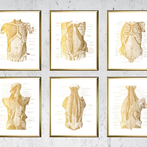 Gold Anatomy Art Muscles of Torso Poster Front and Back Muscles Prints ...