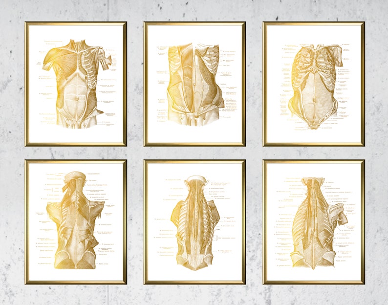 Gold Anatomy Art Muscles of Torso Poster Front and Back - Etsy