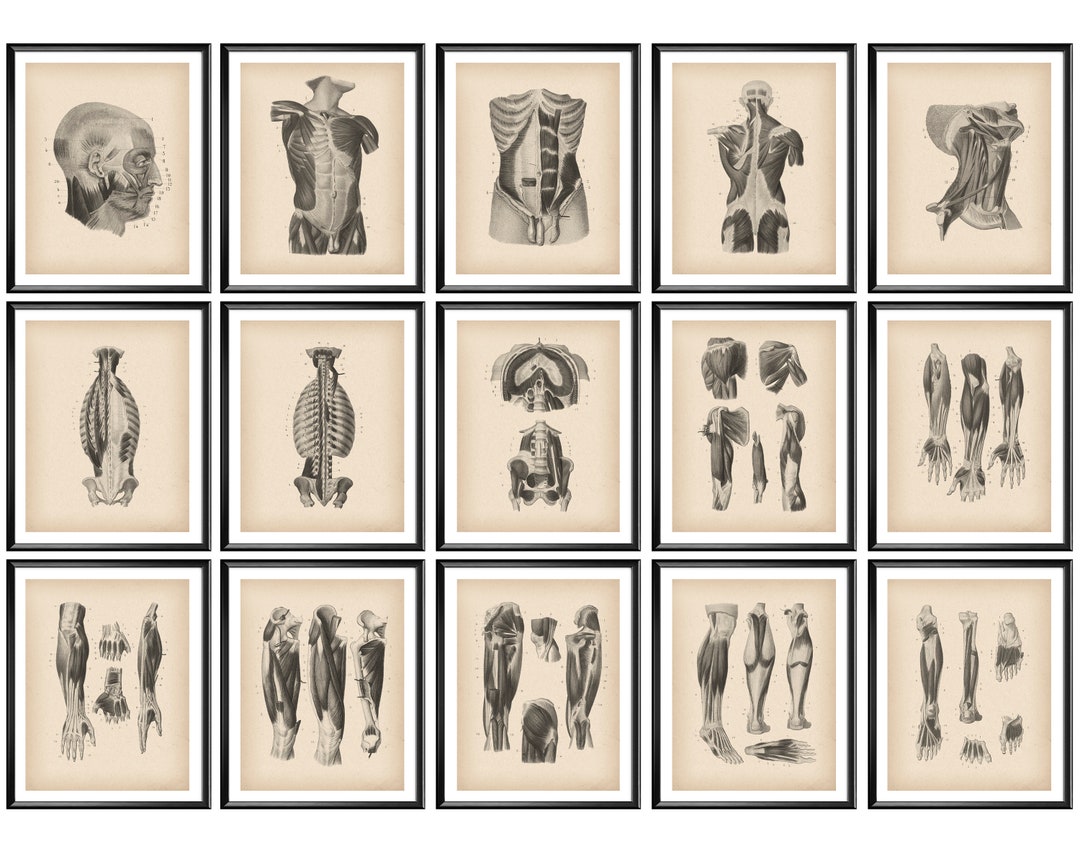 15 Vintage Musculoskeletal System Anatomy Art, Physiology Art, Biology ...