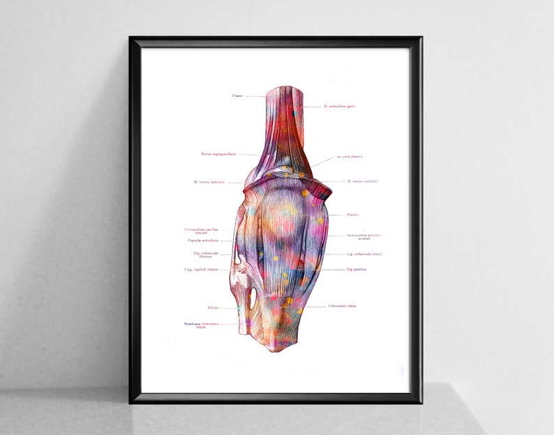 8 Anatomical Knee Posters Knee Joint Anatomy Art Foot Tendons - Etsy