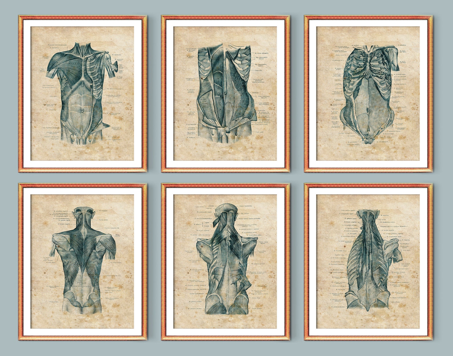 6 Torso Muscles Anatomy Posters Muscular System Structure | Etsy