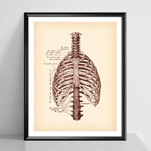 Rib Cage Art, Antique Anatomy Poster, Medical Art, Skeleton Structure ...