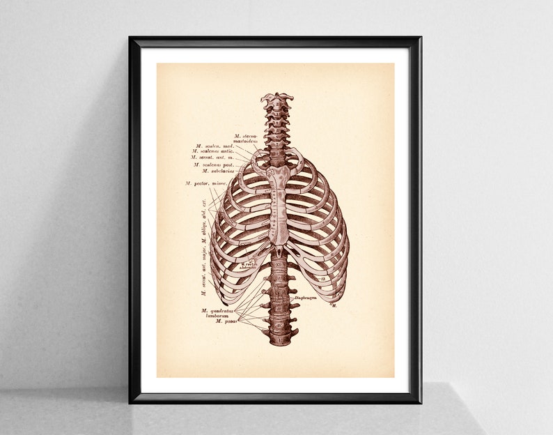Rib Cage Art Antique Anatomy Poster Medical Art Skeleton - Etsy