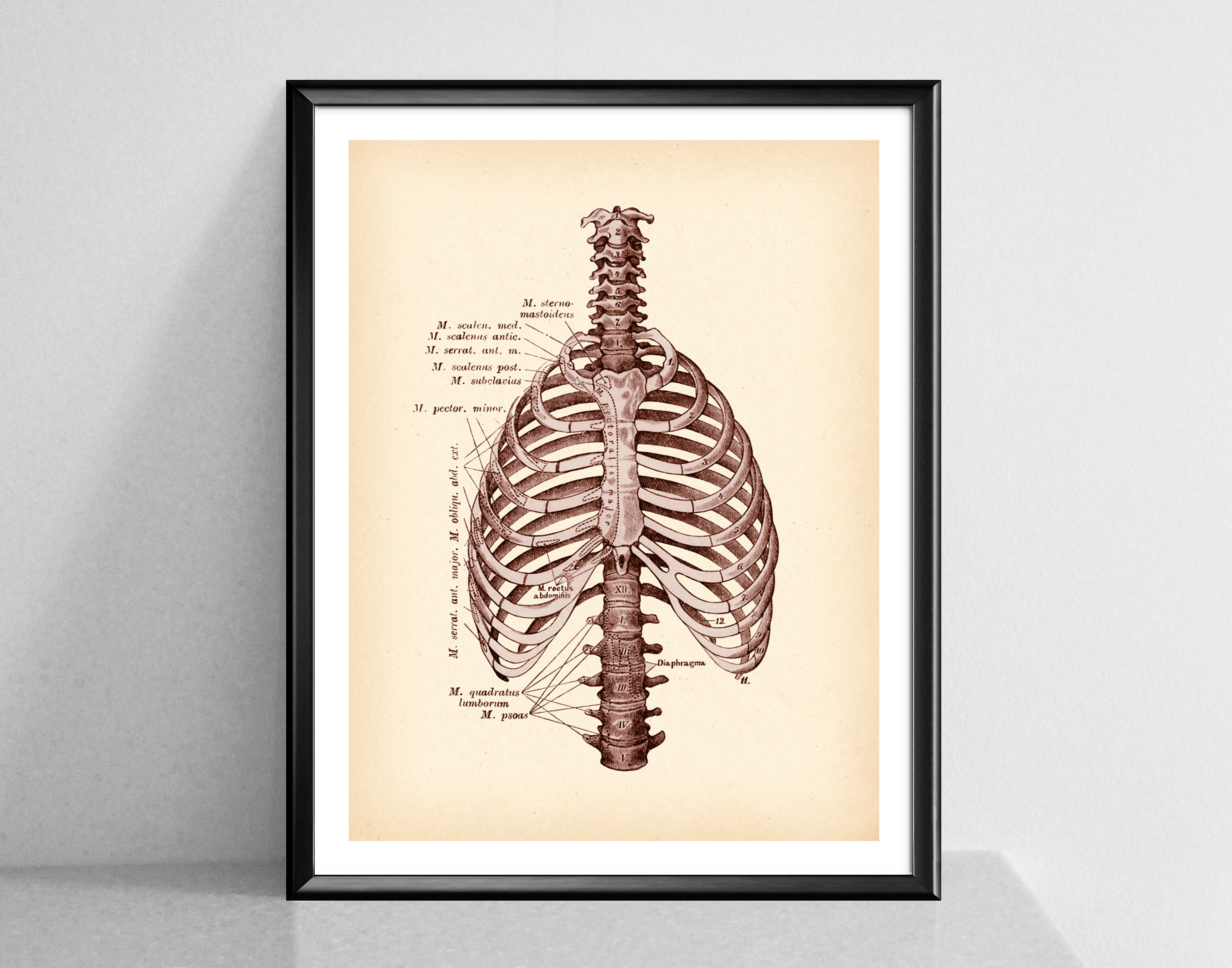 Rib Cage Art Antique Anatomy Poster Medical Art Skeleton - Etsy Australia
